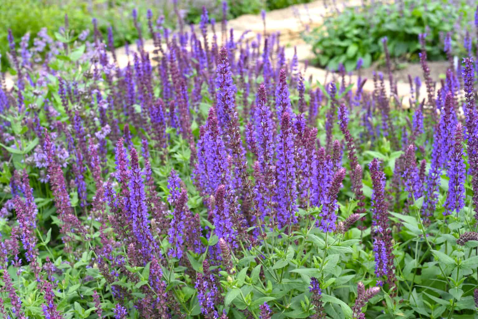 Catmint vs Salvia: What Are Their Differences? - A-Z Animals
