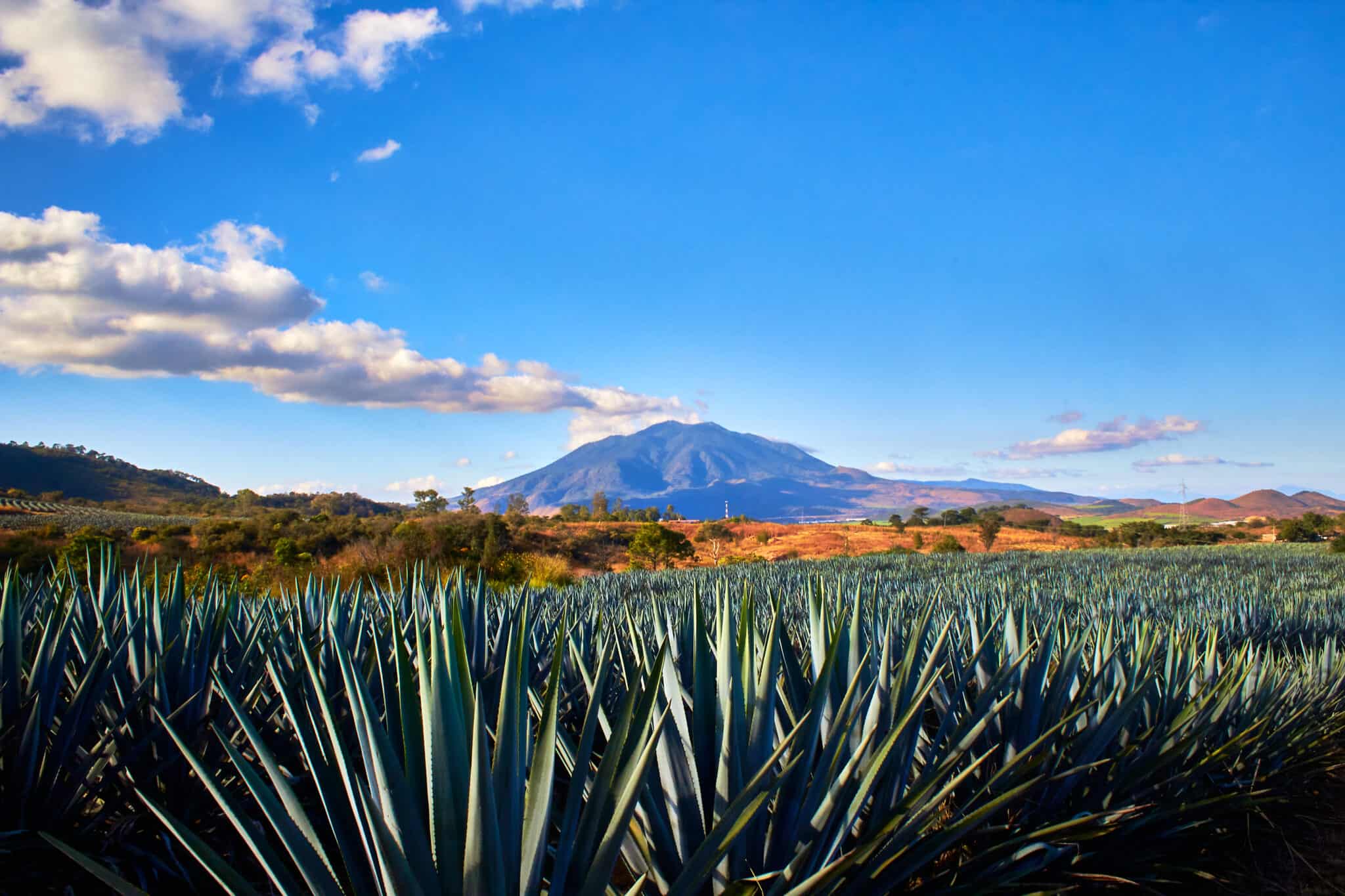 Century Plant vs Agave: Is There a Difference? - A-Z Animals
