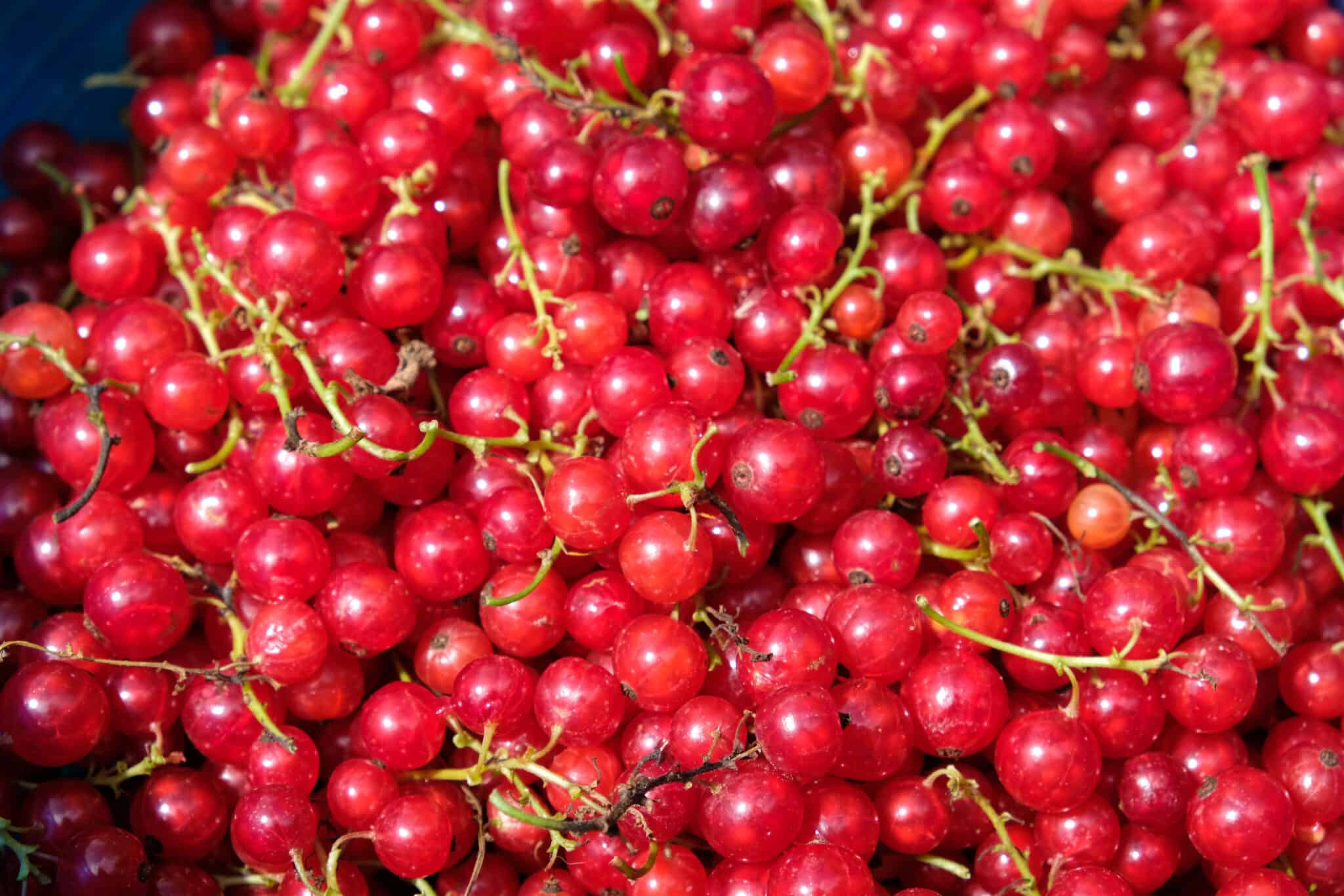 Gooseberry vs. Currant: What Is the Difference? - A-Z Animals