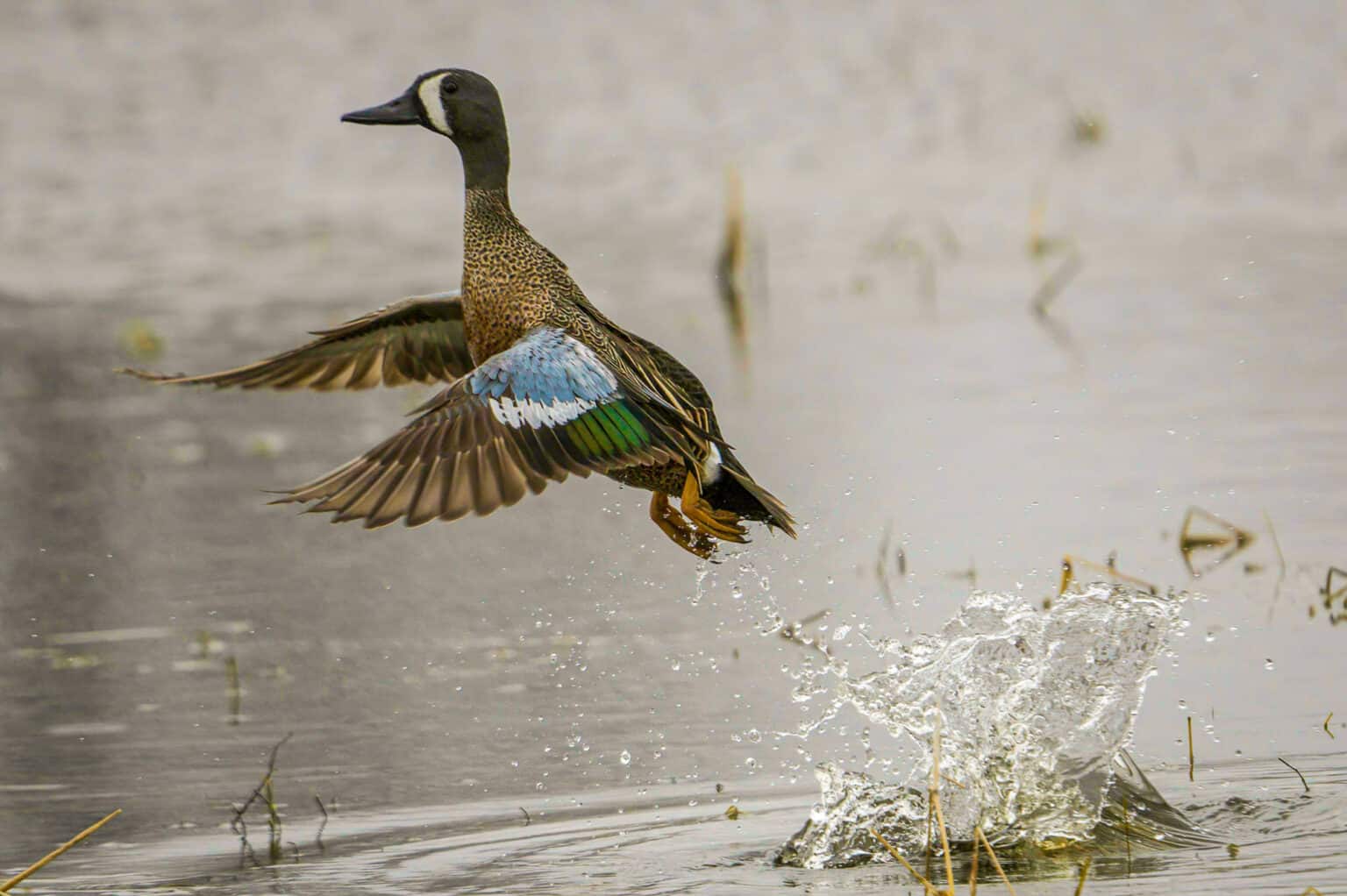 7 Types of Dabbling Ducks - A-Z Animals