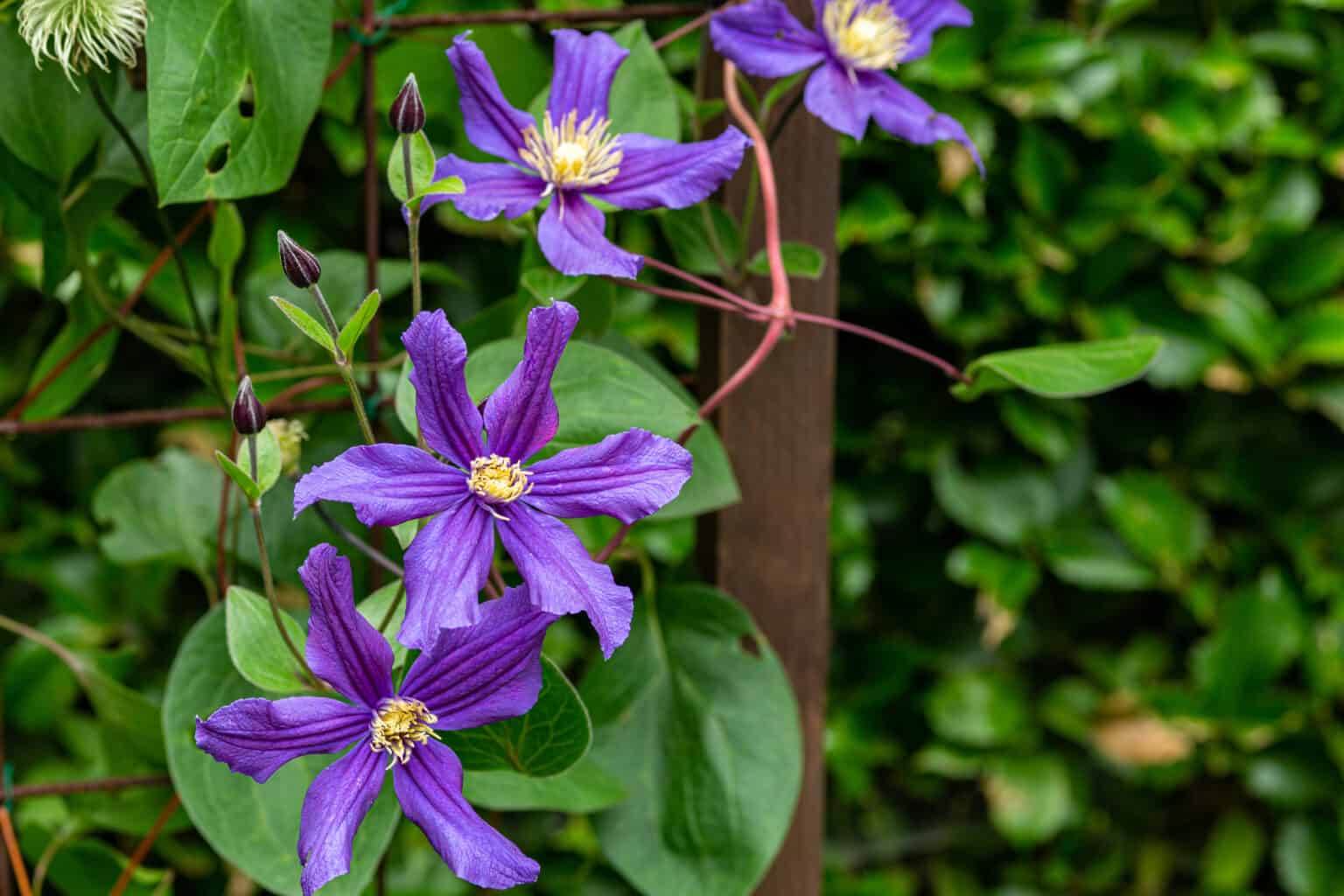 Is Clematis a Perennial or Annual? - A-Z Animals