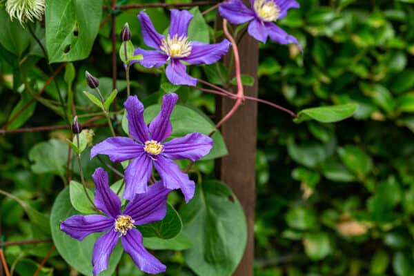 Is Clematis a Perennial or Annual? - A-Z Animals