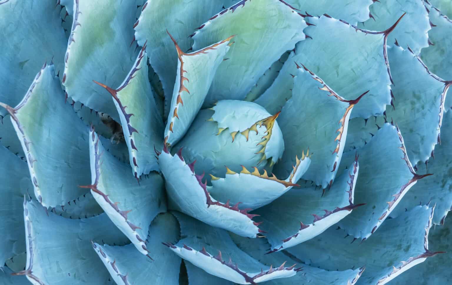 Century Plant vs Agave: Is There a Difference? - A-Z Animals