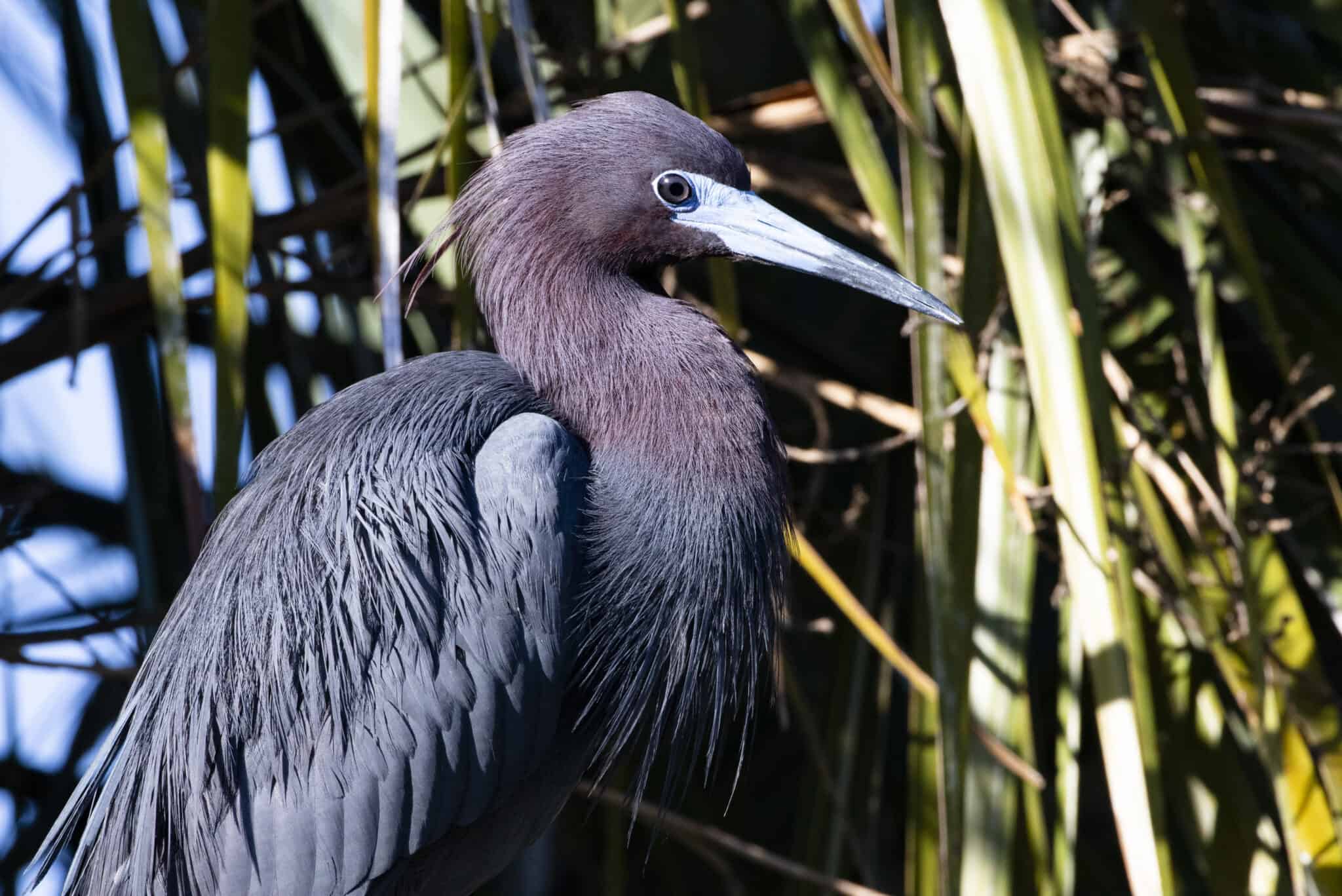 12 Types of Heron Birds - A-Z Animals