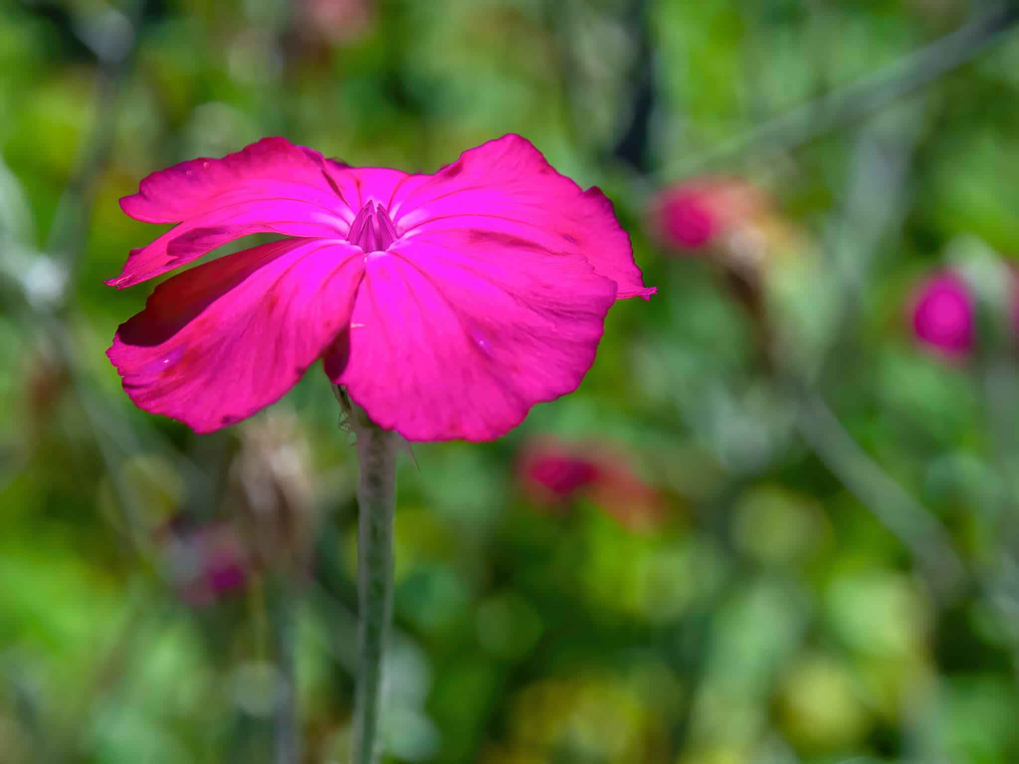 28 Beautiful Flowers That Start With C - A-Z Animals