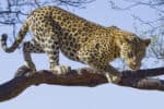10 Arboreal Animals That Spend Their Lives in Trees - A-Z Animals