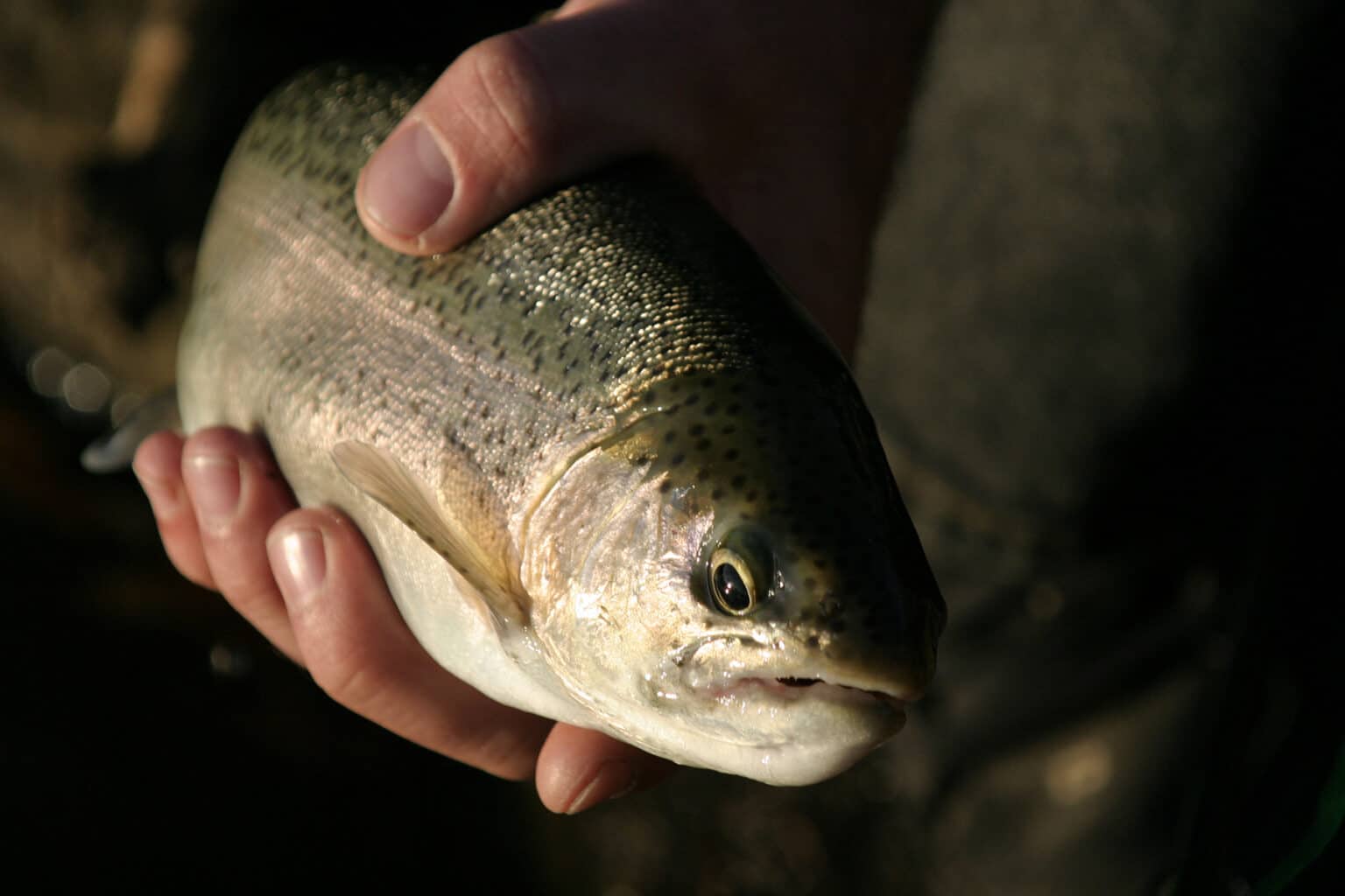 Sea Monsters! The 5 Biggest Trophy Fish Ever Caught in Vermont - A-Z ...