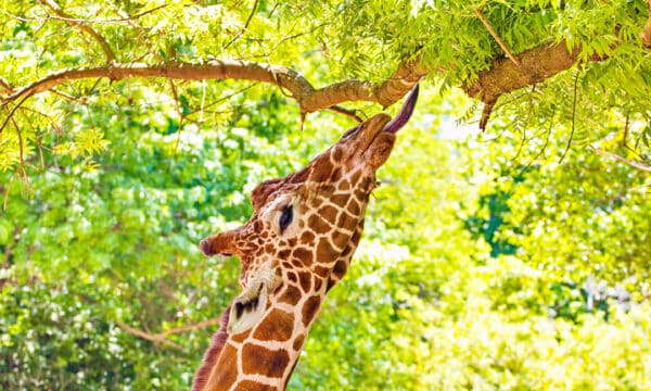 The Fascinating Functions of Giraffe Spots: More Than Just a Pretty ...