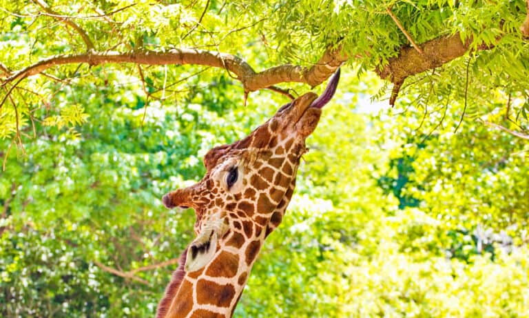 10 Unusual Sounds Giraffes Make and What Each Means - A-Z Animals