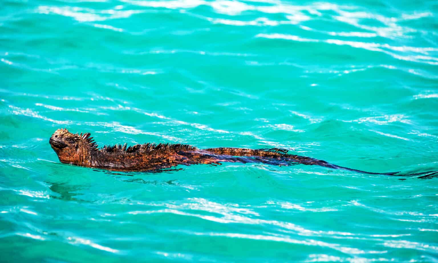 Iguana Poop: Everything You've Ever Wanted to Know - A-Z Animals