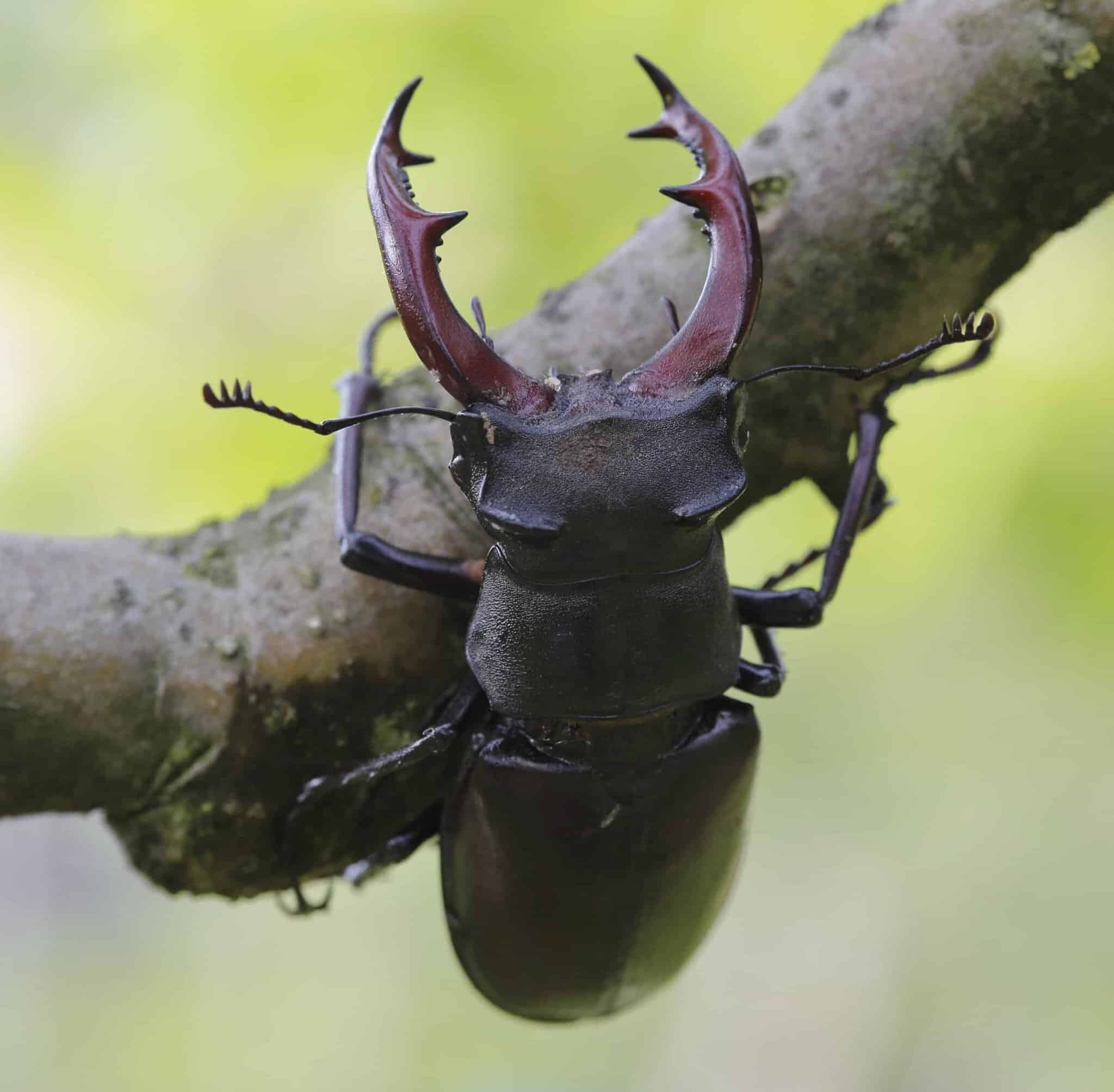 These Are the Top 5 Largest Beetles Crawling Around the U.S. - A-Z Animals