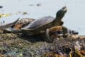 The 12 Turtles of Ohio: See the Rarest to Most Common - A-Z Animals