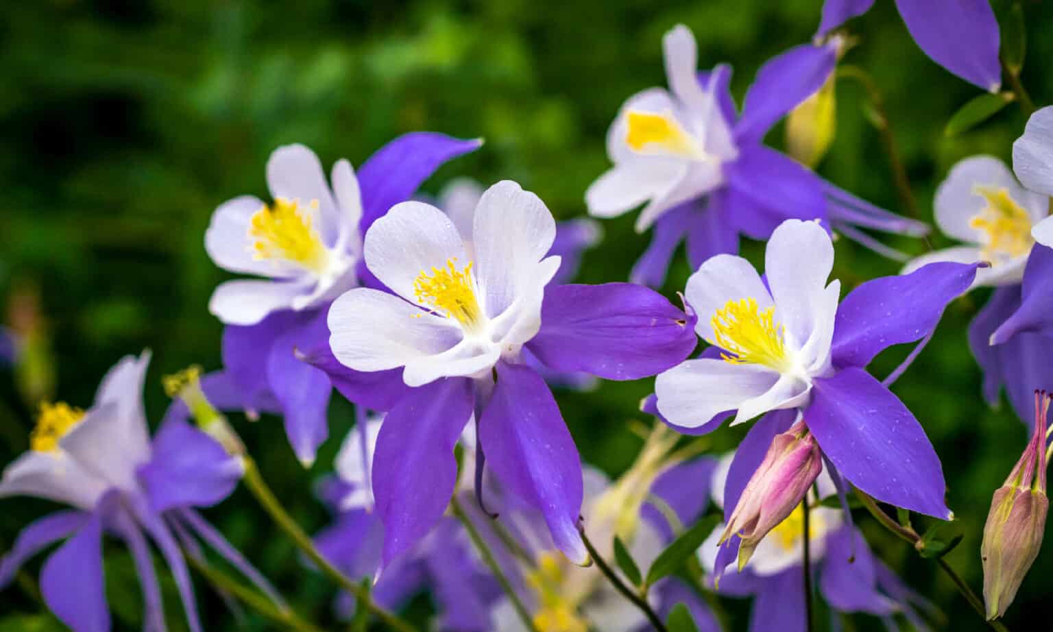 The Best Flowers to Plant in Maine: 15 Flowers for a Gorgeous Bloom - A ...