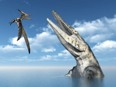 Tylosaurus Animal Facts - Tylosaurus proriger - A-Z Animals