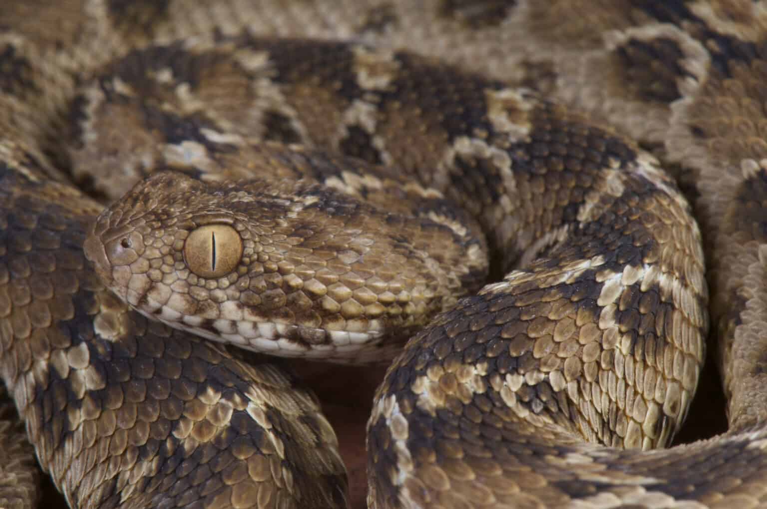 15 Snakes with the Most Stunning Eyes in the World - A-Z Animals
