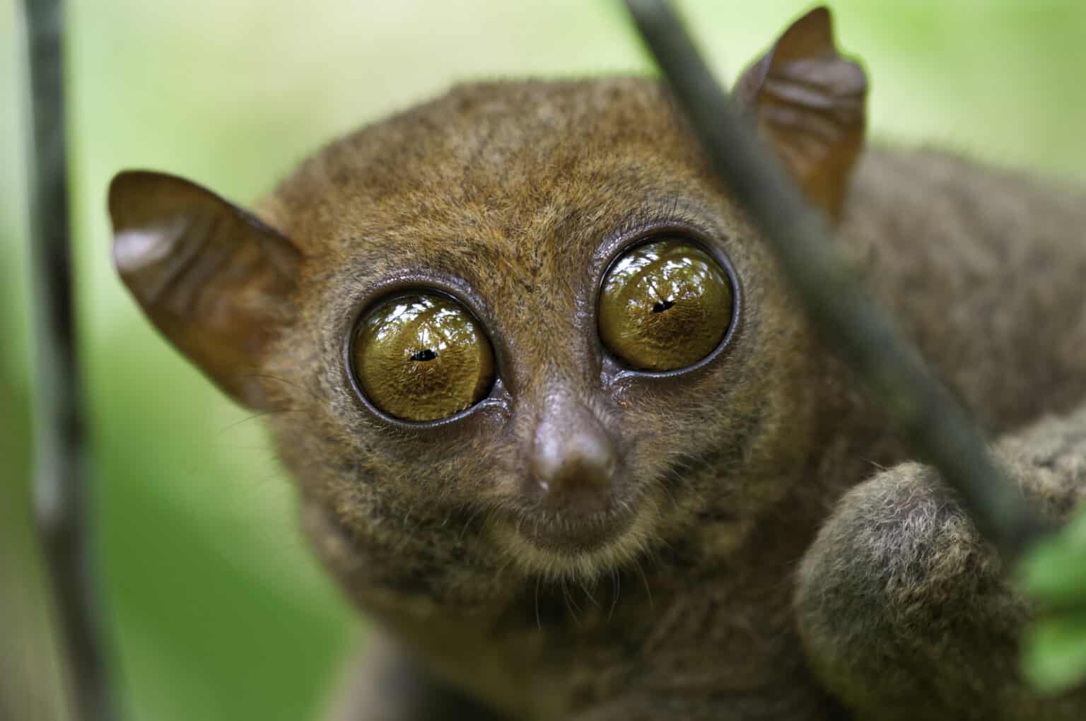 9 Key Facts About Tarsiers - A-Z Animals