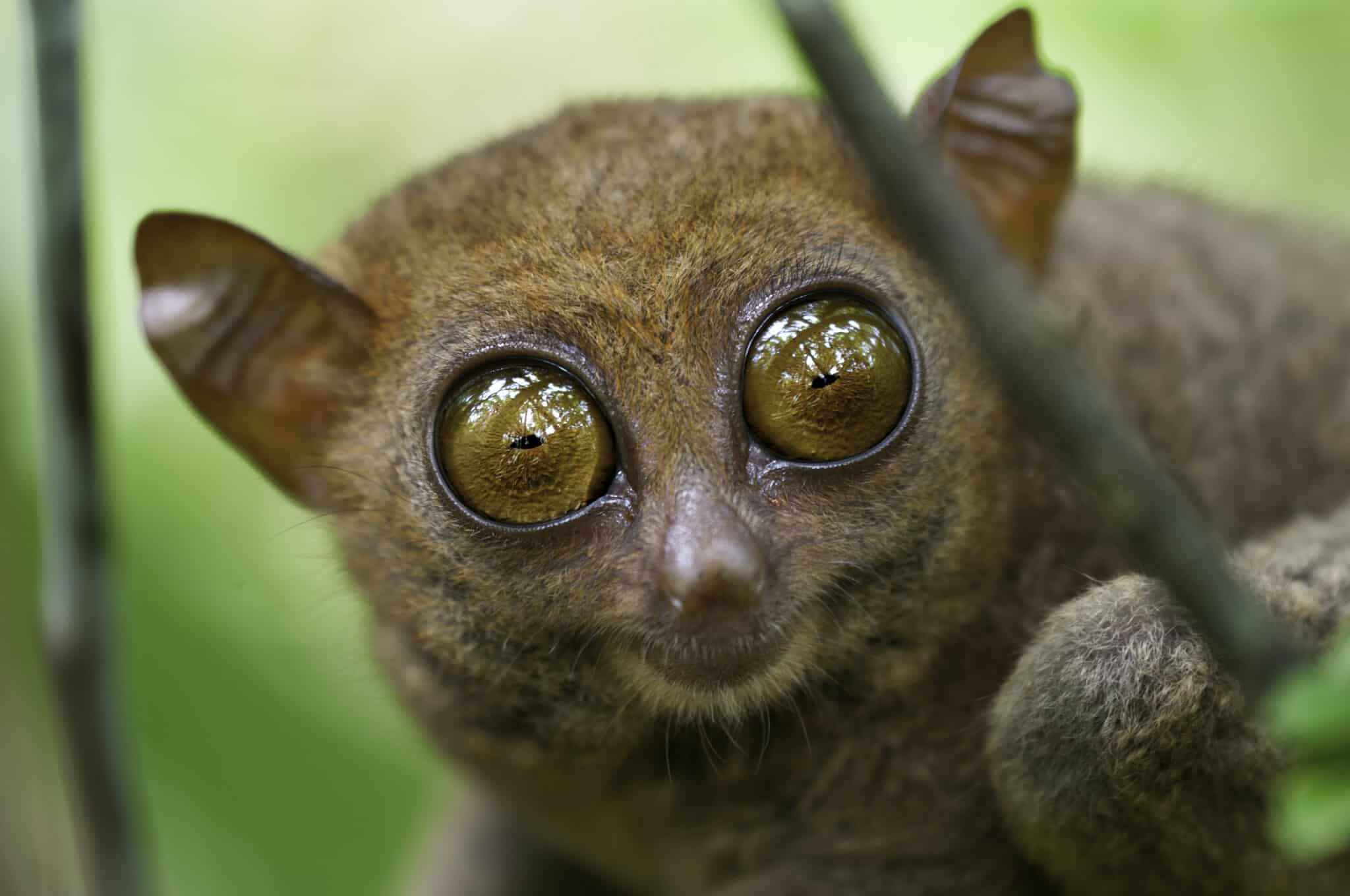 9 Key Facts About Tarsiers - A-Z Animals
