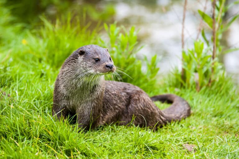 Discover the 15 Most Beautiful Wild Animals in England - A-Z Animals