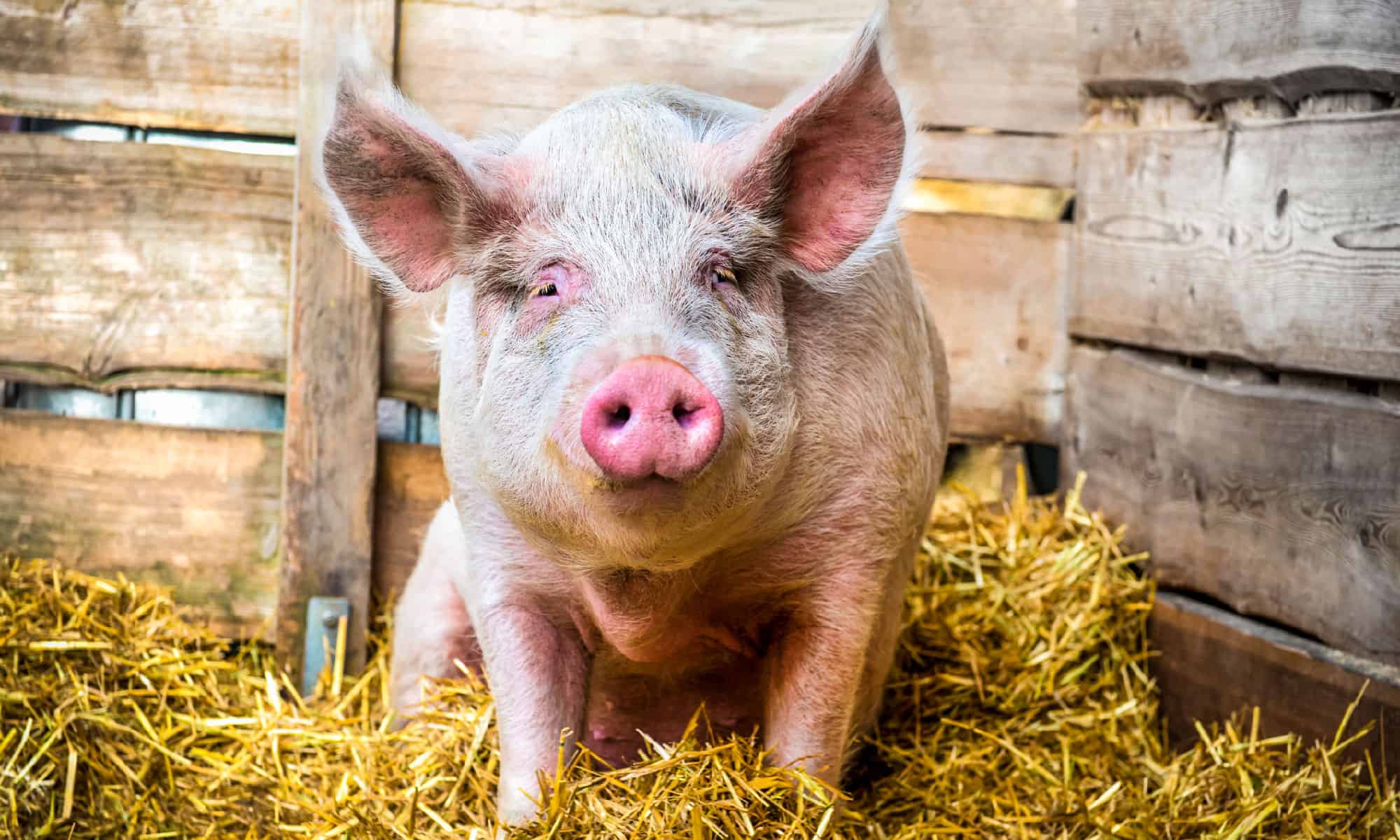 Pig Poop Everything You ve Ever Wanted To Know Pig Poop Everything You ve Ever Wanted To Know