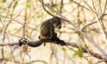 11 Things You Didn't Know About Capuchin Monkeys - A-Z Animals