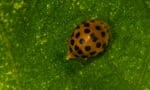 5 Pesky Bugs That Eat Clothes (And How To Get Rid of Them) - A-Z Animals