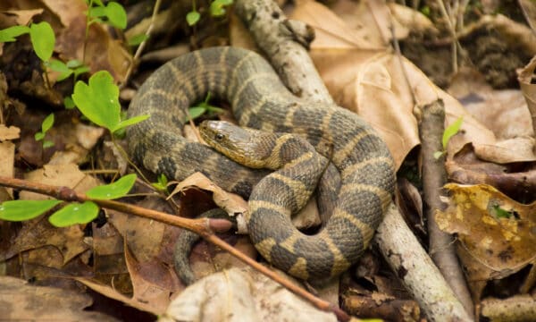 Iowa's Black Snakes: From Secretive Ring-Necked to Venomous Timber ...