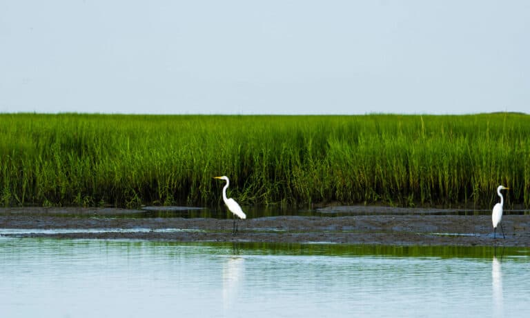 19 Birds You'll See Along North Carolina's Coastline and Beaches - A-Z ...