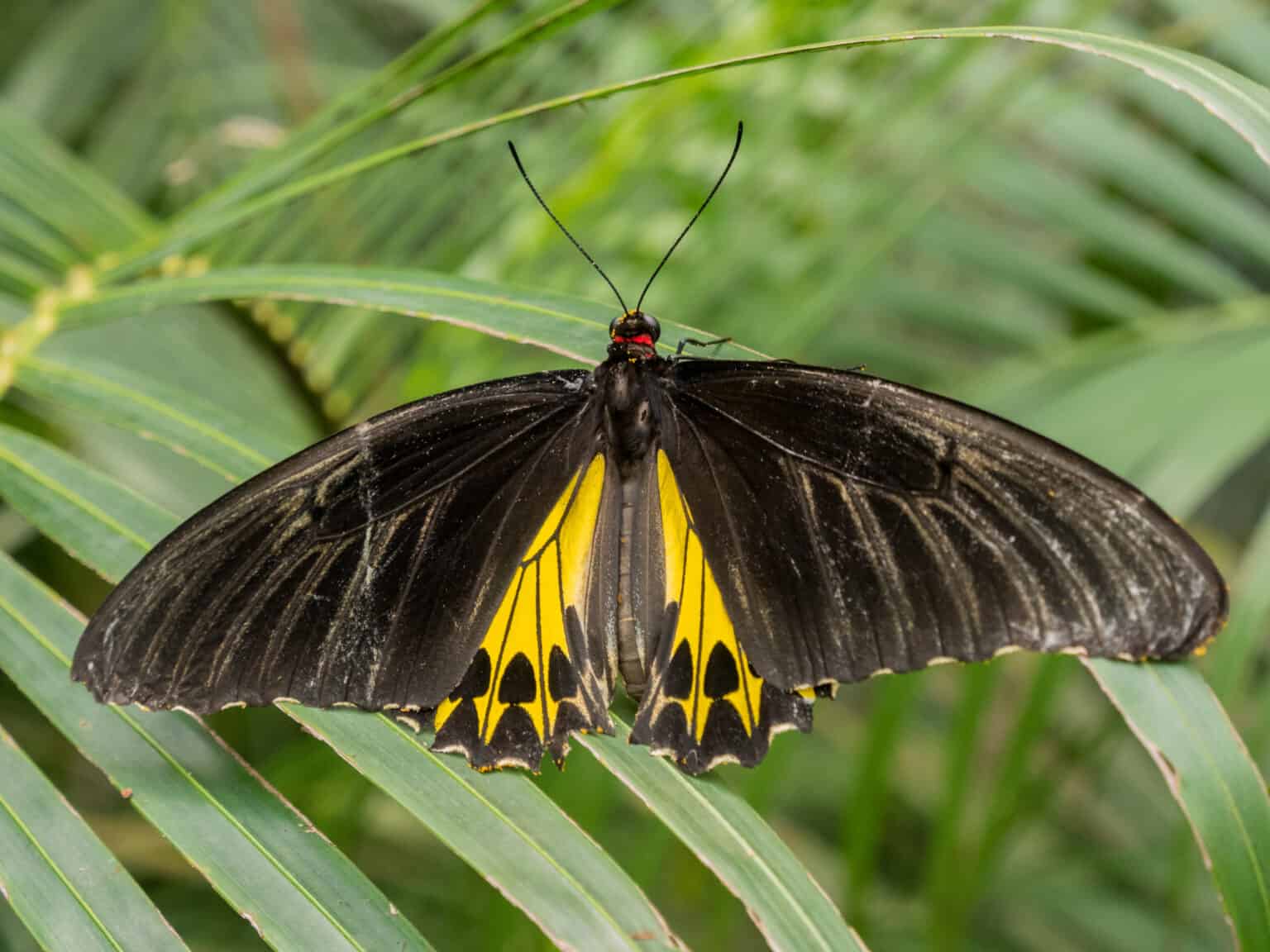 India's Largest Butterfly - A-Z Animals