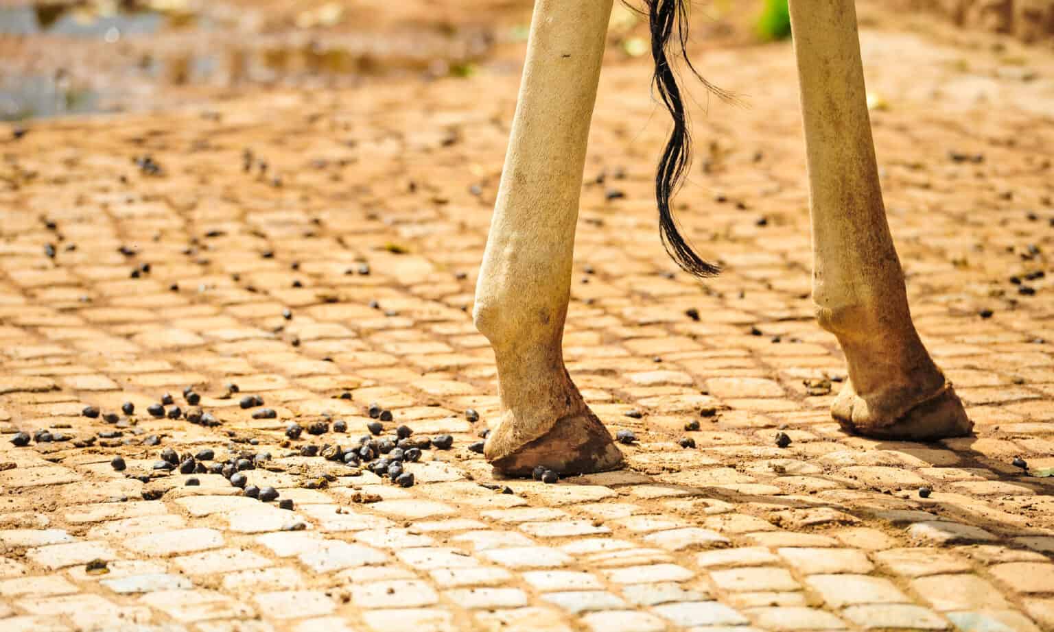 Does Animal Poo Hold the Key to Animal Conservation? The Poo Zoo Thinks ...