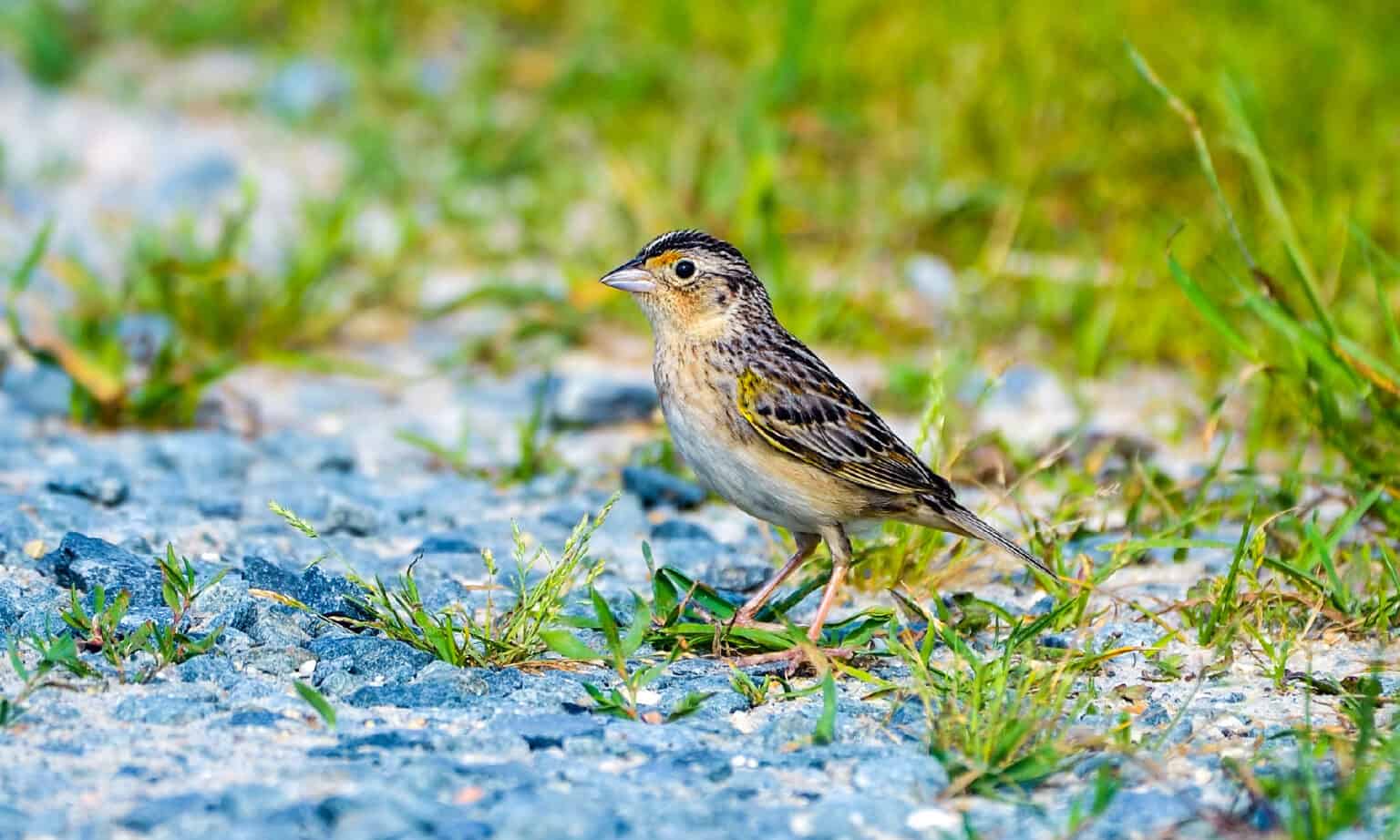 Wildlife in Florida - Types of Floridian Animals - A-Z Animals