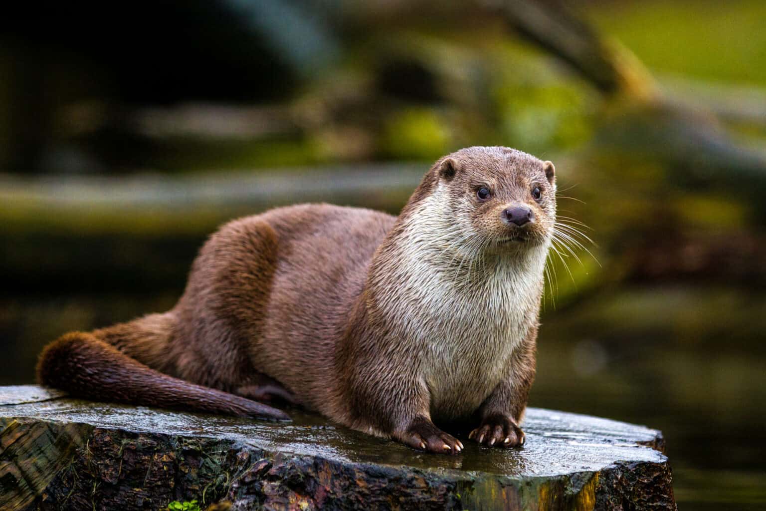 Otter Tracks: Identification Guide for Snow, Mud, and More - A-Z Animals