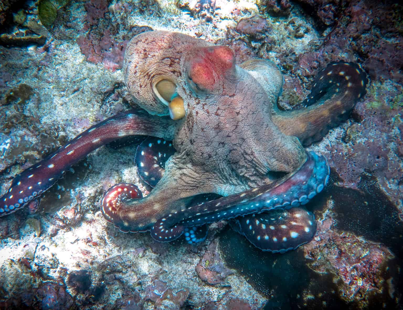 Why 2025 Was the "Year of the Octopus" and a Massive Octopus Bloom - A ...