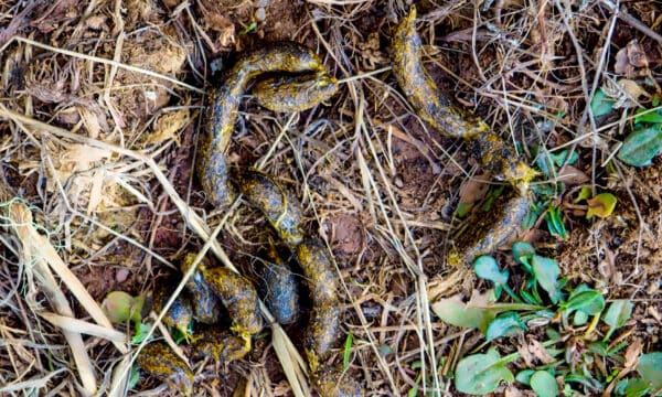A Field Guide to Identifying Wild Animal Scat in North America - A-Z ...