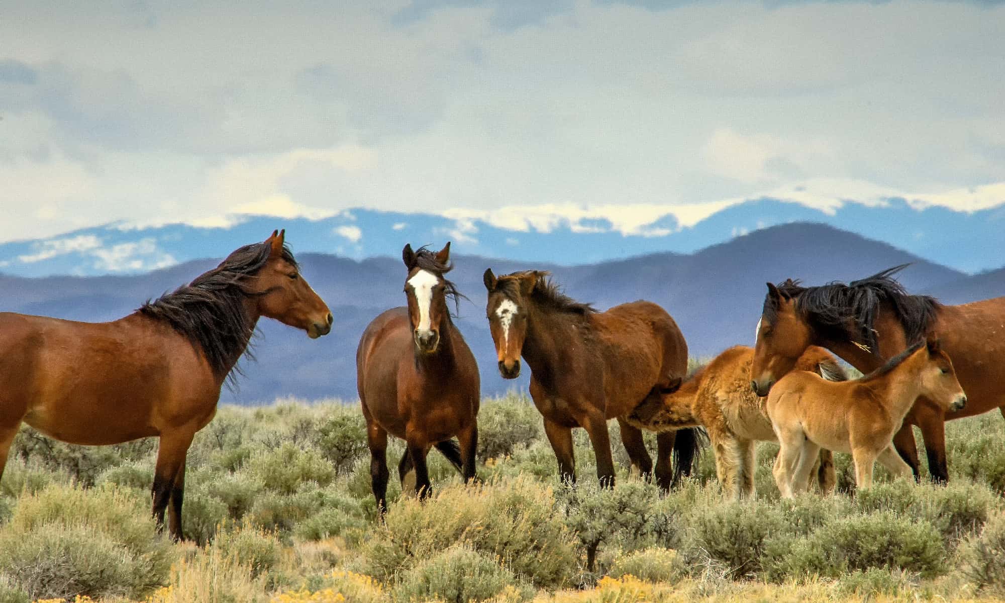 8 Places In America Where You Can Still See Wild Horses A Z Animals 8 Places In America Where You Can Still See Wild Horses A Z Animals