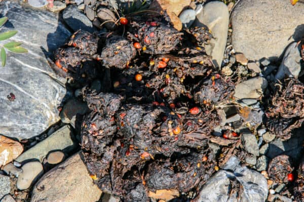 Grizzly Bear Poop: Everything You've Ever Wanted to Know - A-Z Animals