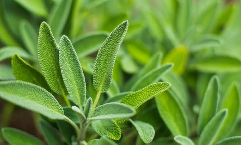 Is Sage Safe for Dogs? - A-Z Animals