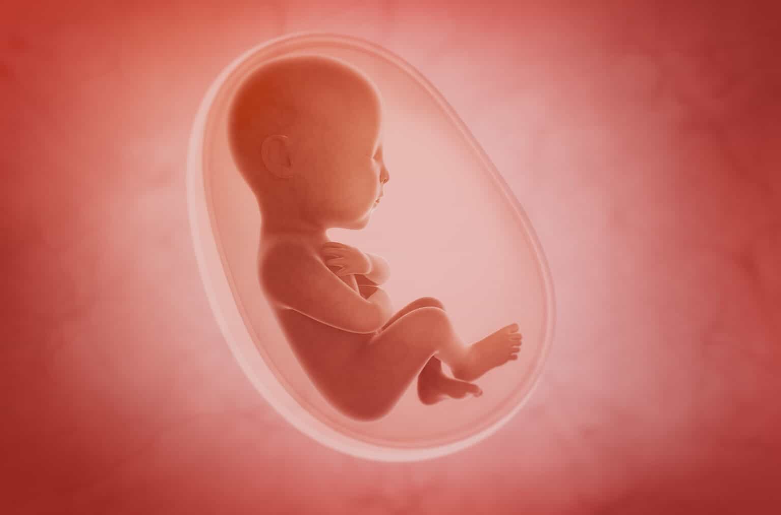 Embryo - A-Z Animals