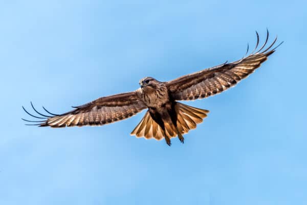Meet the Giants of the Hawk World - A-Z Animals