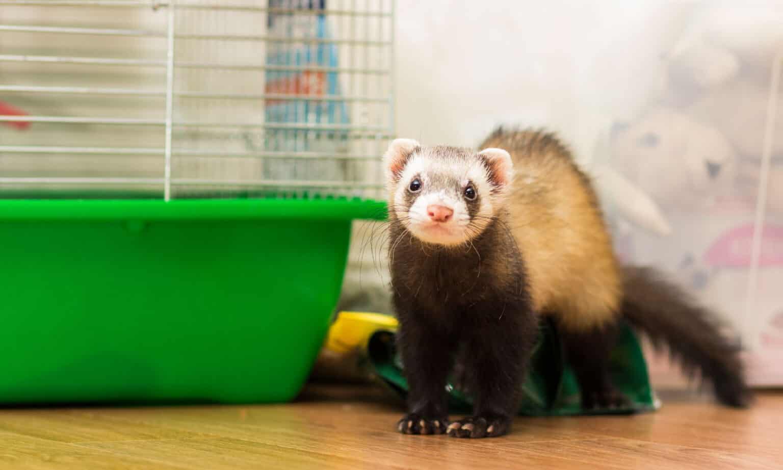 Sable Ferret Animal Facts - Mustela furo - A-Z Animals