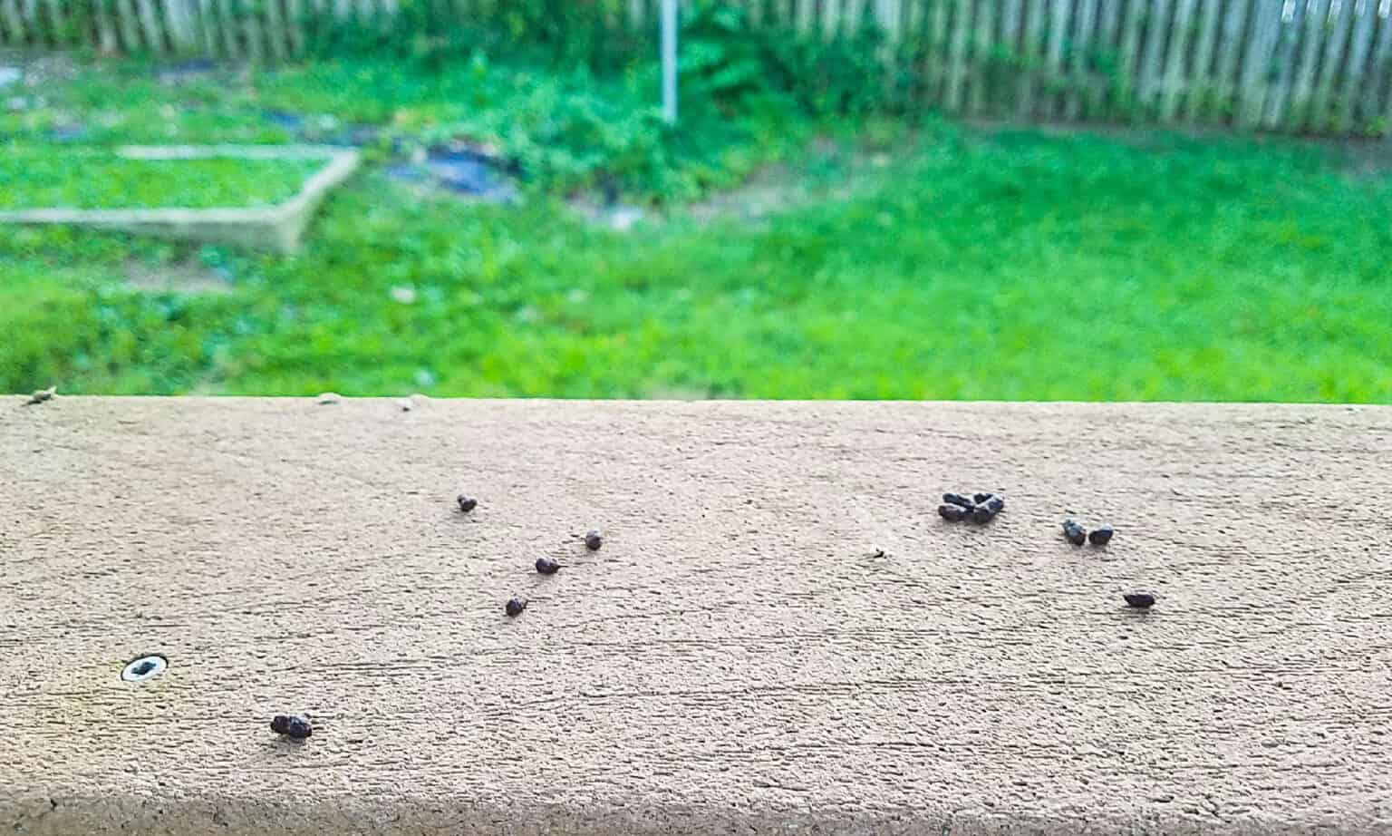 Porcupine Poop: Everything You've Ever Wanted to Know - A-Z Animals