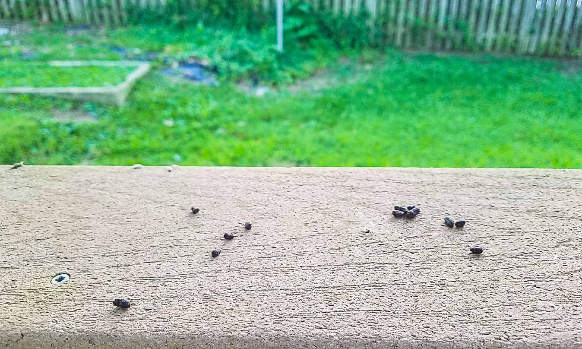 Porcupine Poop: Everything You've Ever Wanted to Know - A-Z Animals