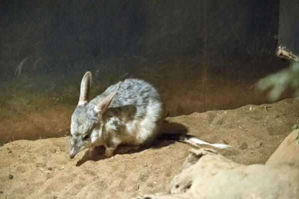 10 Incredible Bilby Facts - A-Z Animals