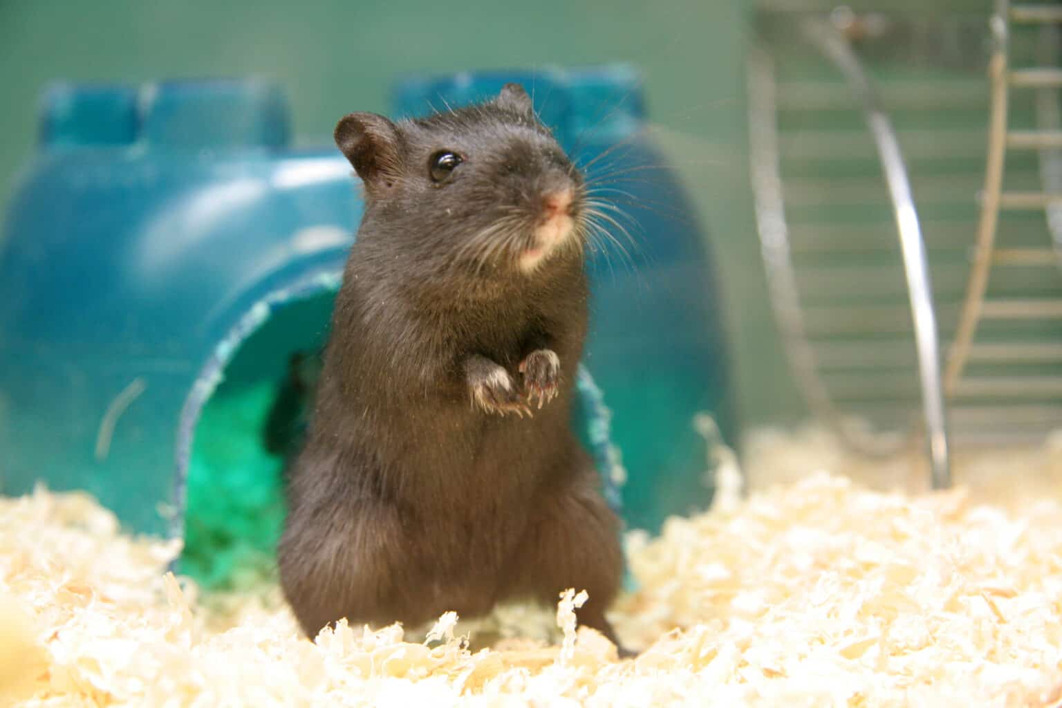 Gerbil Animal Facts - Gerbillidae - A-Z Animals