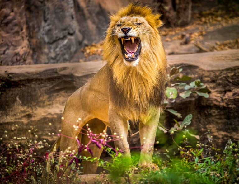 Do Lions Mate for Life? 8 Common Mating Habits for the Kings of the ...