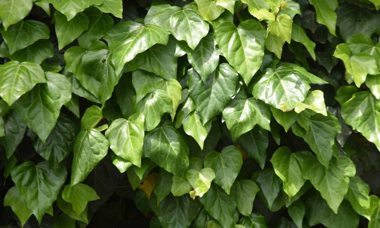 Virginia Creeper vs Boston Ivy: What’s the Difference? - A-Z Animals