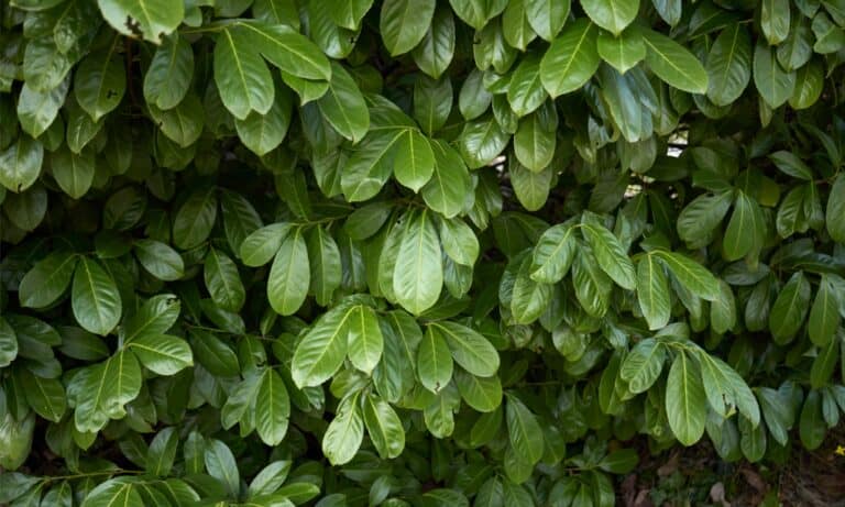 10 Great Trees Native to North Carolina - A-Z Animals