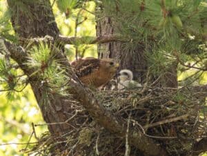 Baby Hawk: 8 Pictures and 8 Amazing Facts - A-Z Animals