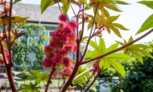 Discover the Most Dangerous Plants in the United States - A-Z Animals