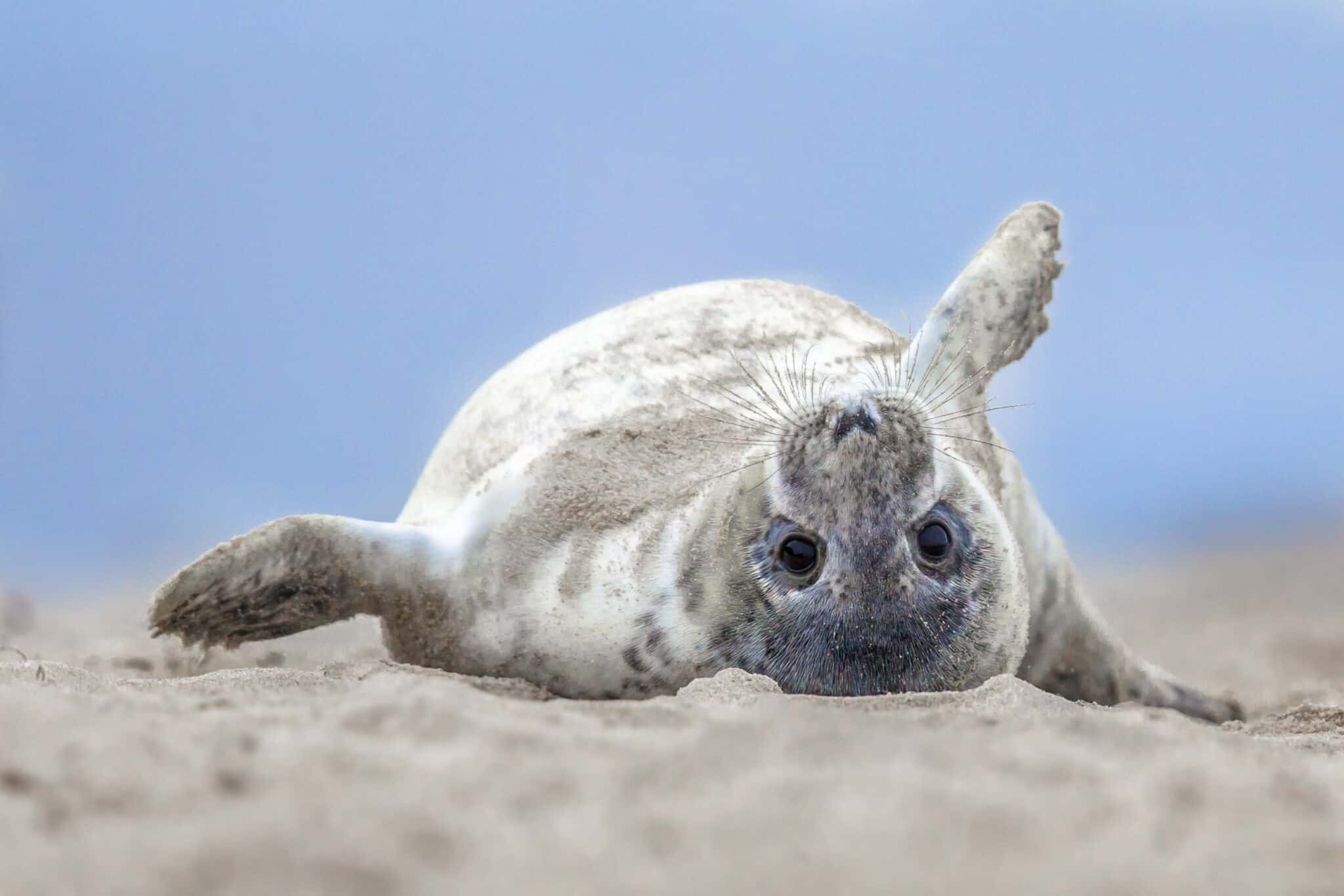 Wildlife in Mediterranean-Caspian - Types of Mediterranean Sea Animals ...