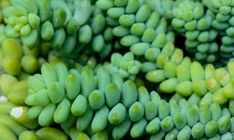 Burro's Tail vs Donkey Tail: What’s the Difference? - A-Z Animals